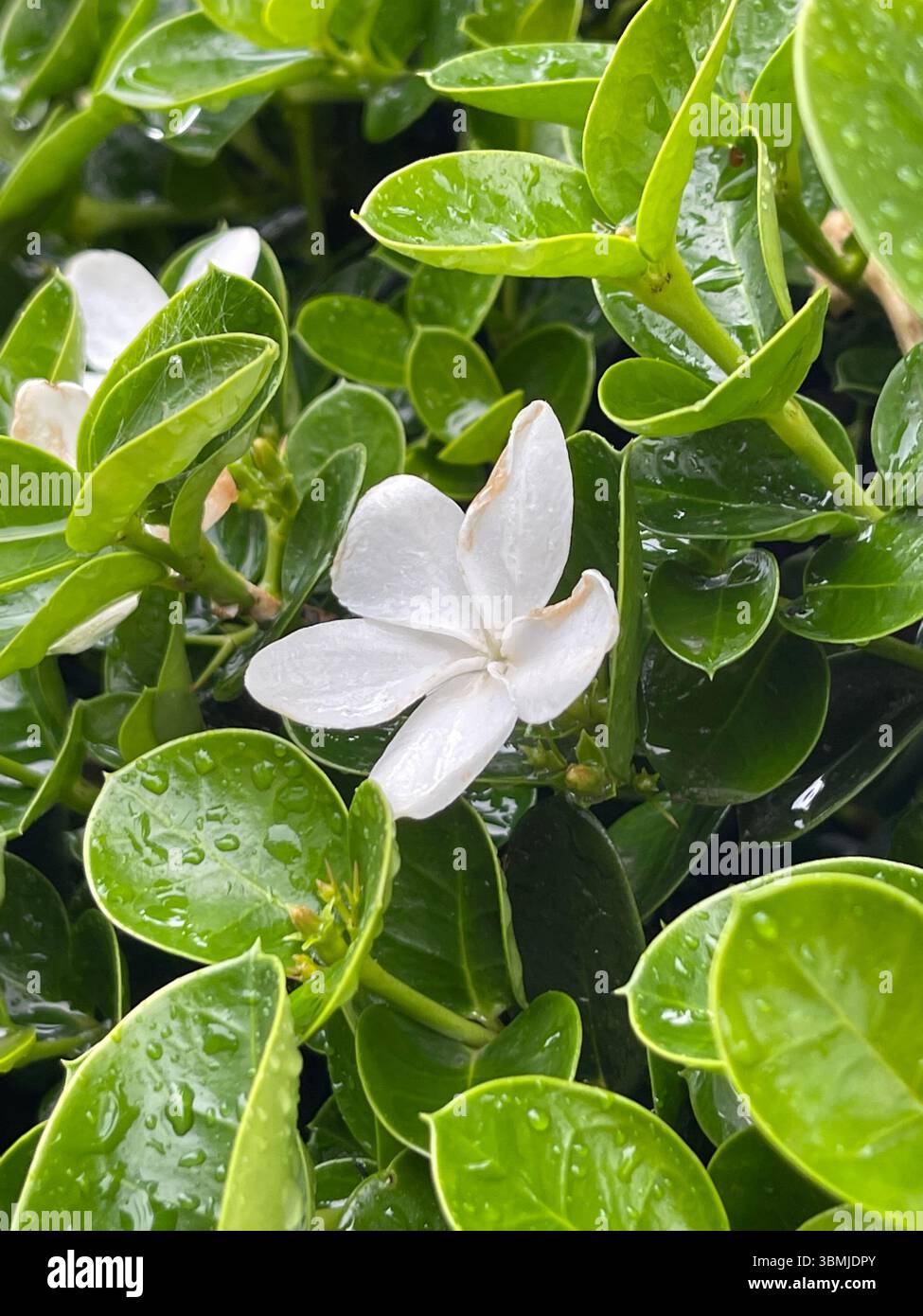 Jasmine trees hi-res stock photography and images - Alamy
