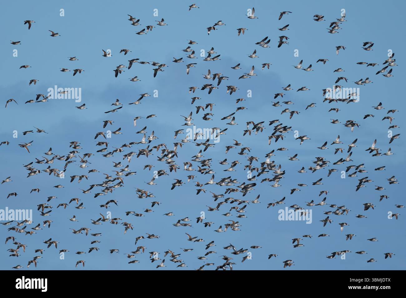 Pink eared duck malacorhynchus hi-res stock photography and images - Alamy