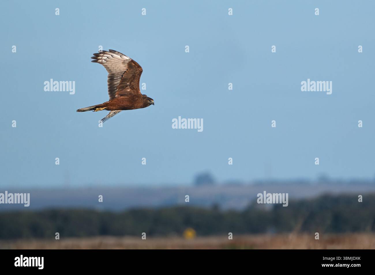 Western marsh harrier bird circus hi-res stock photography and images ...
