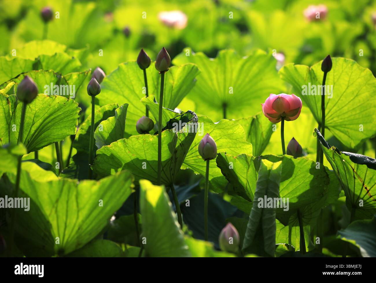 Lotus flowers are in full bloom in Huai'an City, east China's Jiangsu ...
