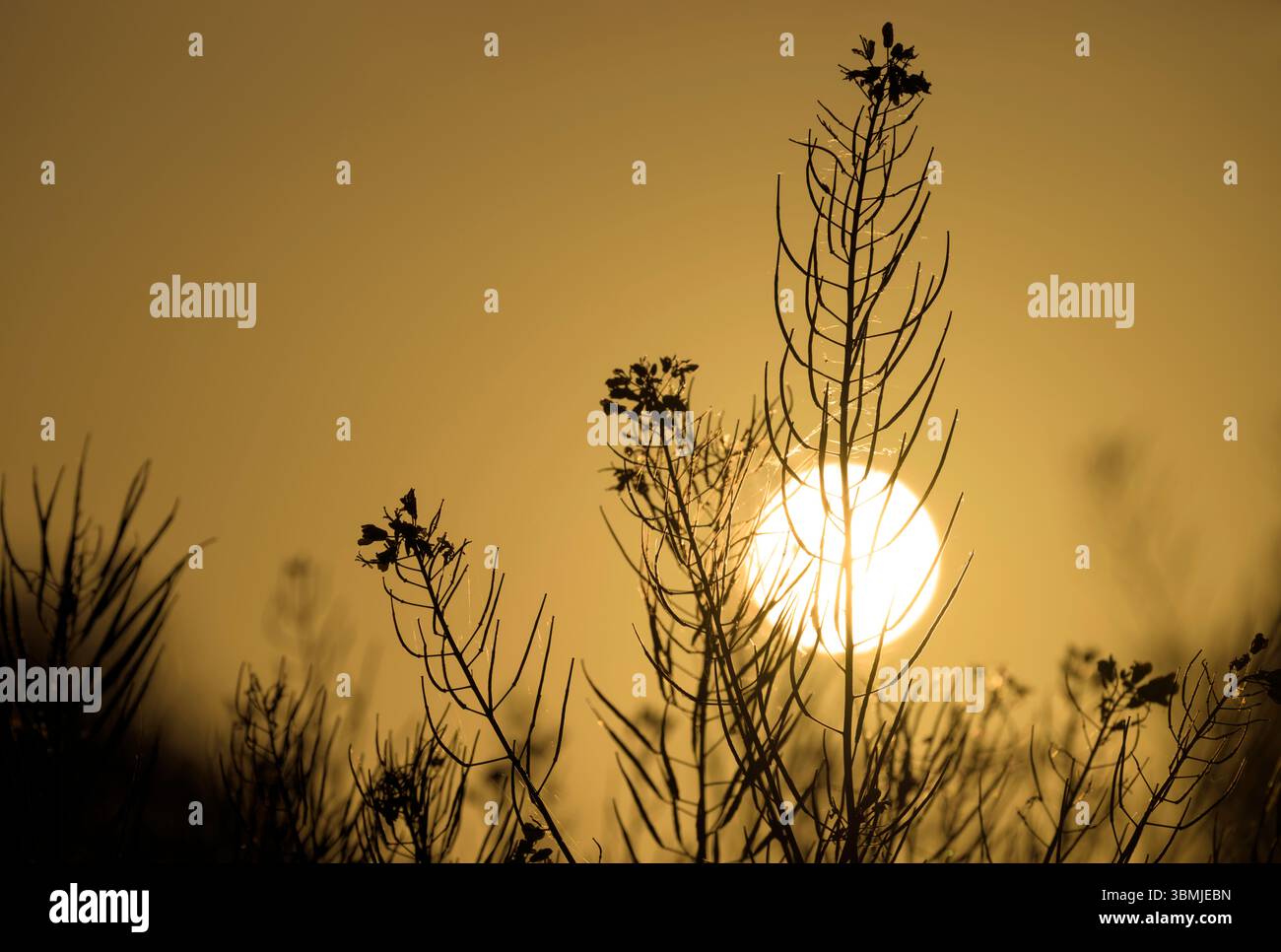 Sun rising just after dawn behind Field mustard plant, also known as ...