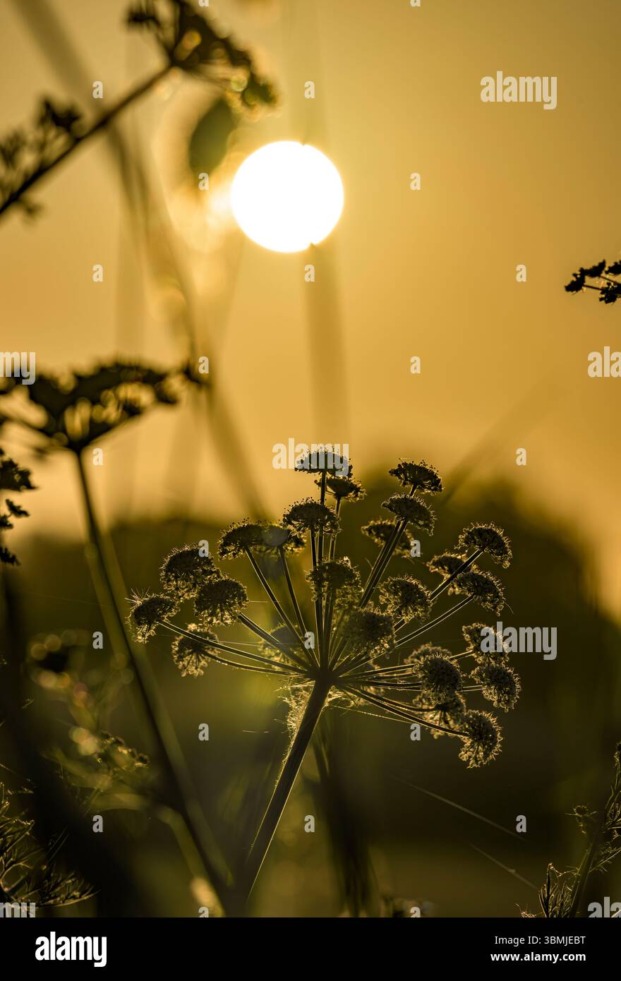 Sun rising just after dawn behind a wild angelica plant, also called ...