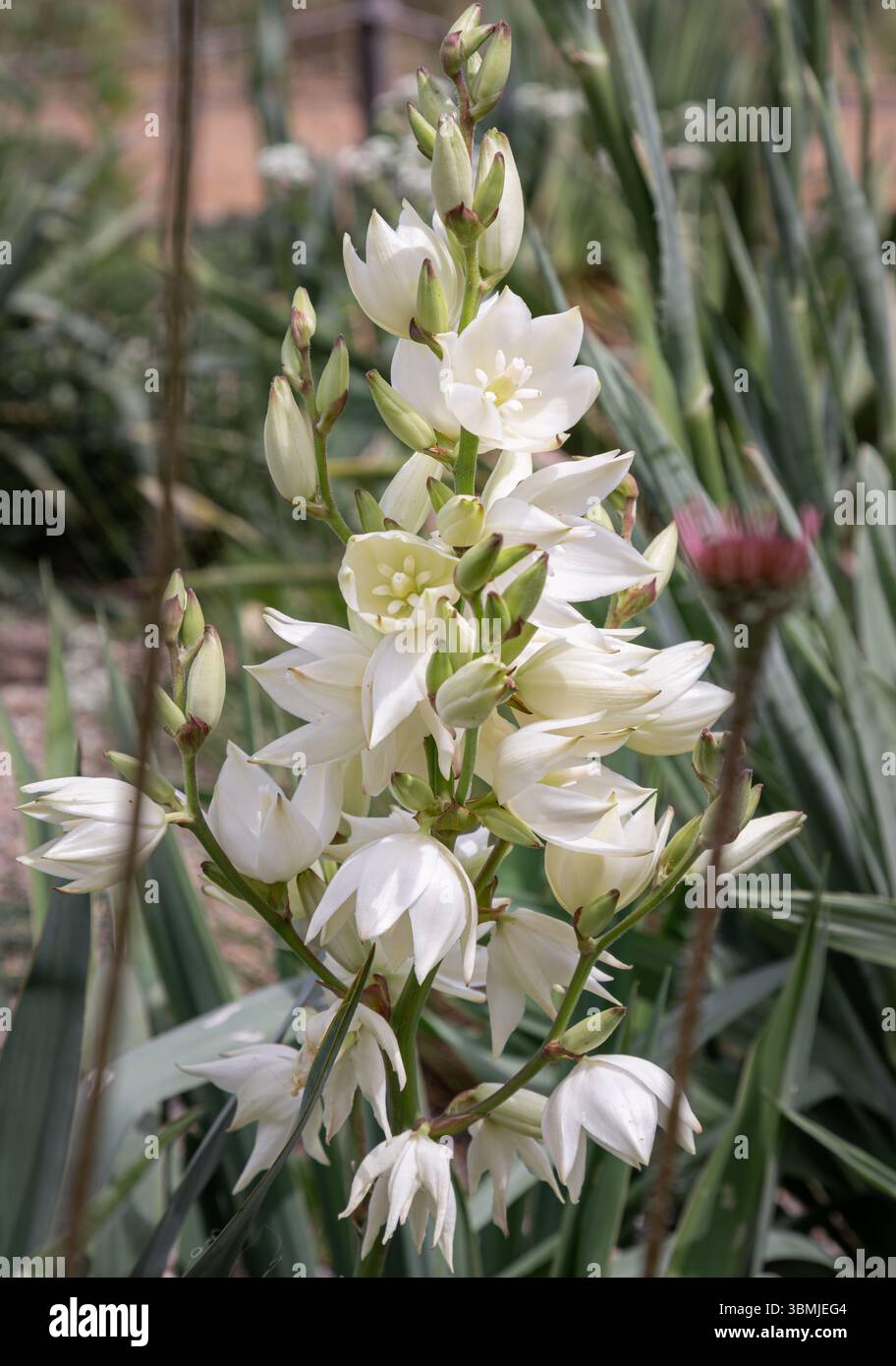 the flowers of a Yucca filamentosa, also known as Adam's Needle or ...