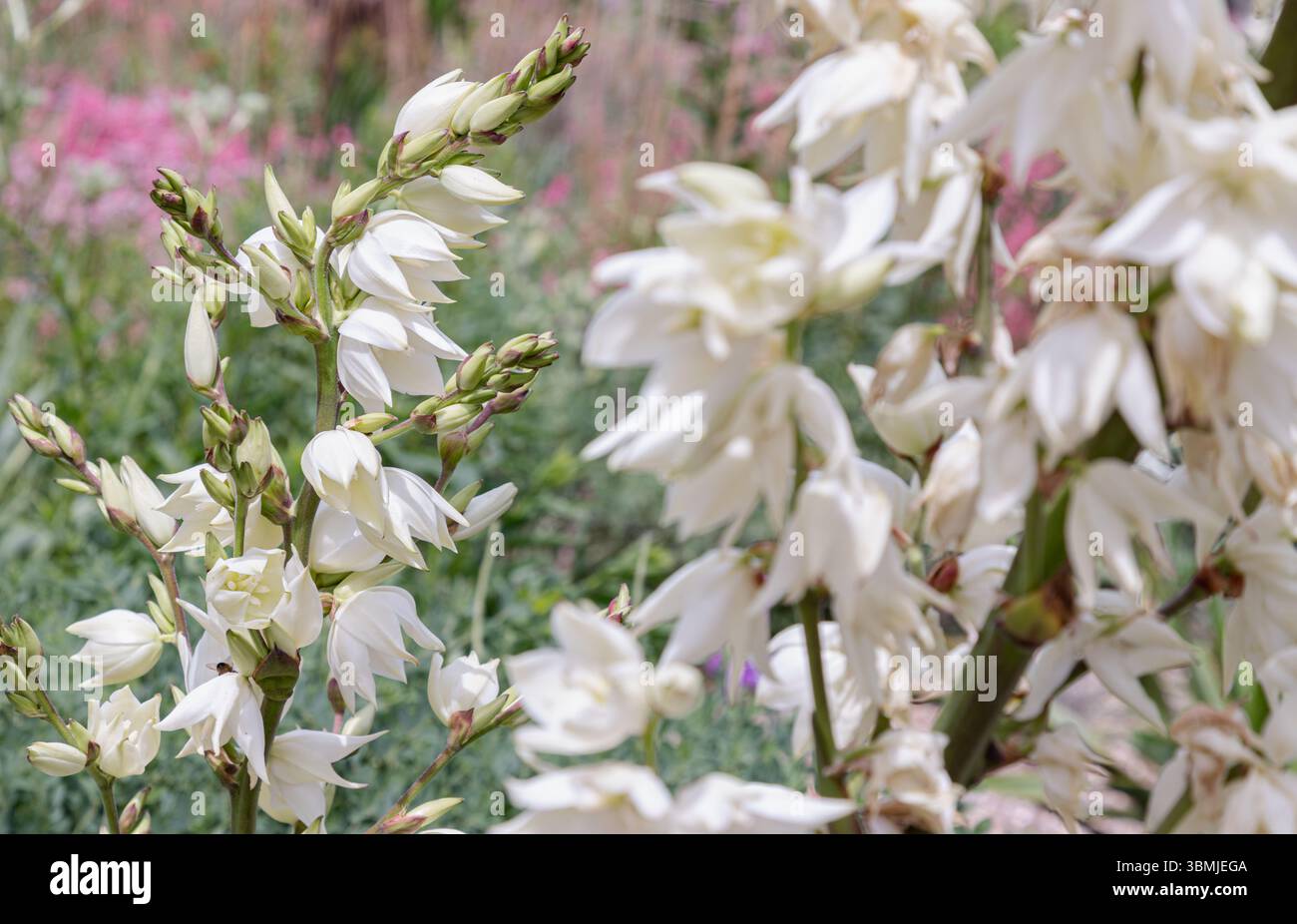 the flowers of a Yucca filamentosa, also known as Adam's Needle or ...