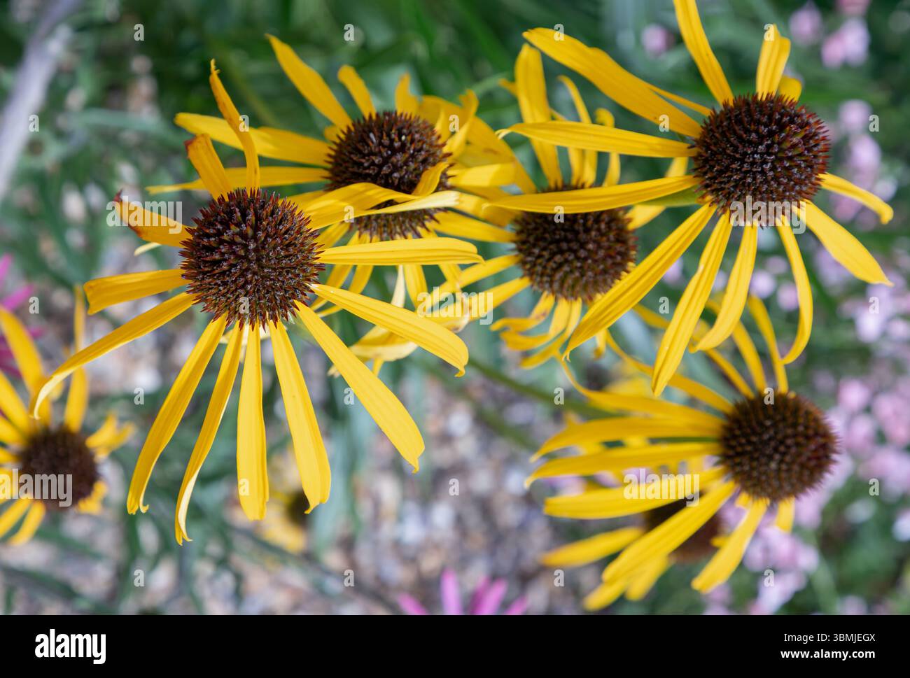 Echinacea paradoxa hi-res stock photography and images - Alamy
