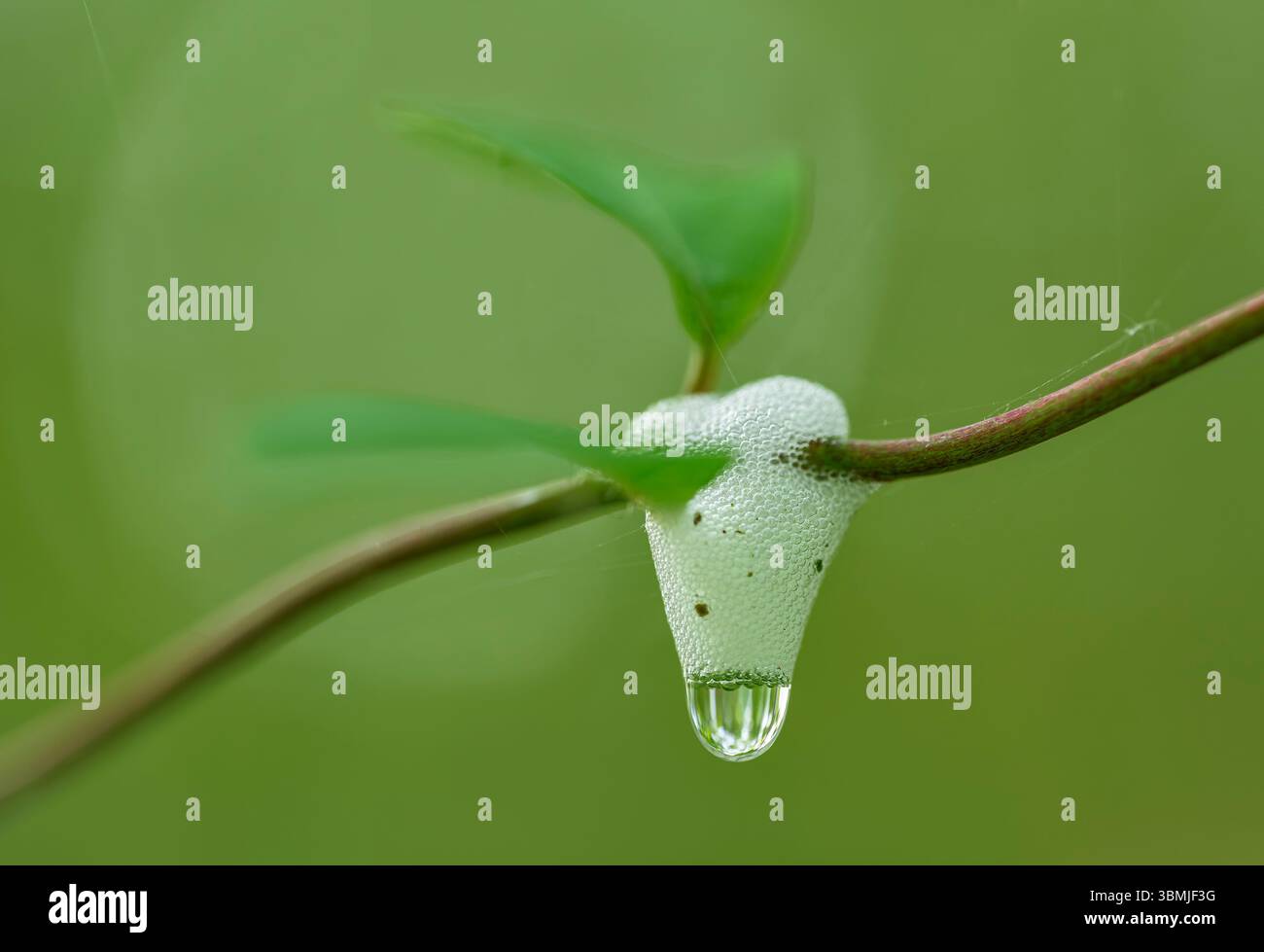 Macro image of Cuckoo spit on young honeysuckle stem, which is the ...