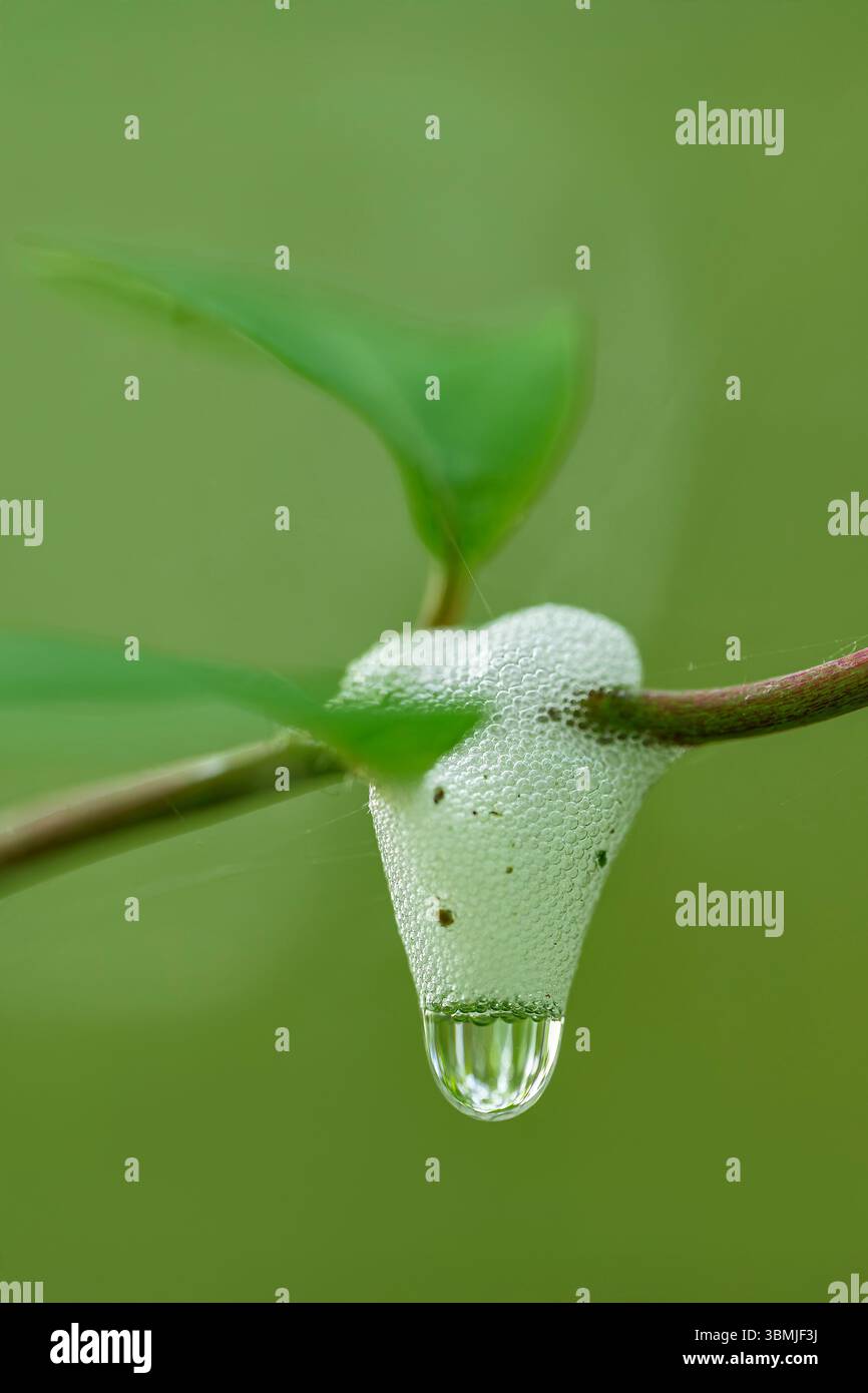 Macro image of Cuckoo spit on young honeysuckle stem, which is the ...