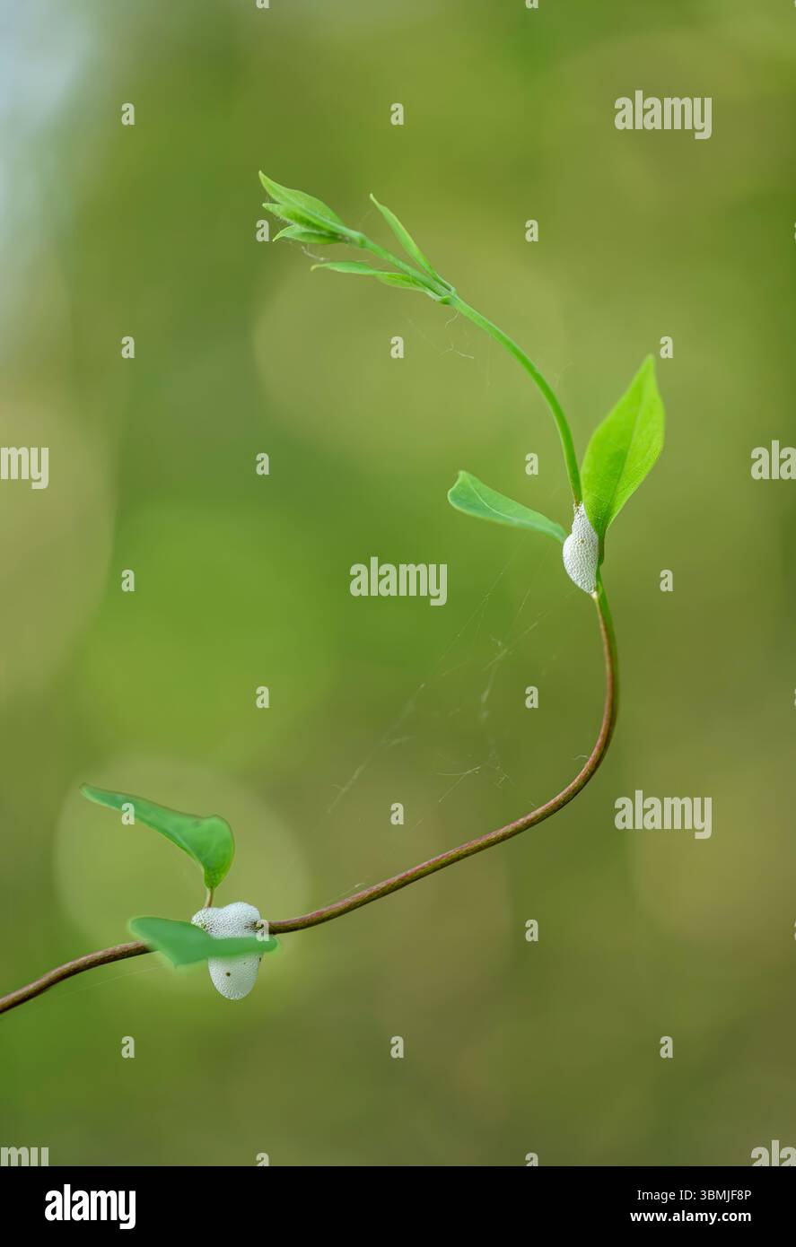 Macro image of Cuckoo spit on young honeysuckle stem, which is the ...