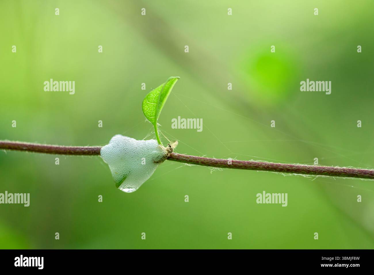 Macro image of Cuckoo spit on young honeysuckle stem, which is the ...