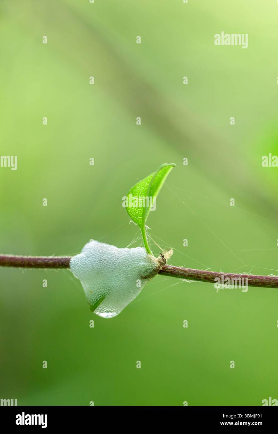 Macro image of Cuckoo spit on young honeysuckle stem, which is the ...