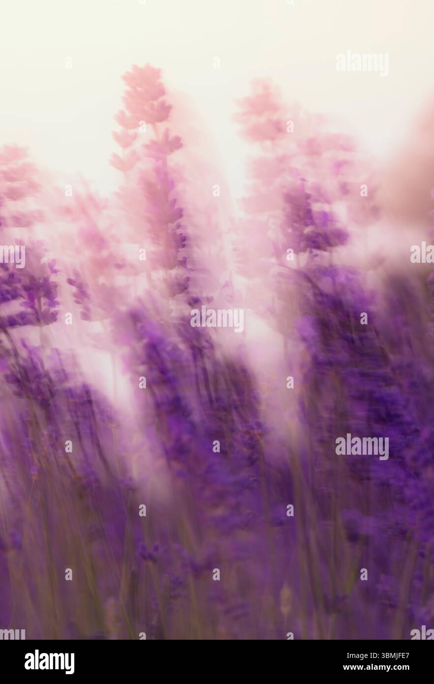 Lavender fields in Somerset, UK taken at sunset using Intentional ...