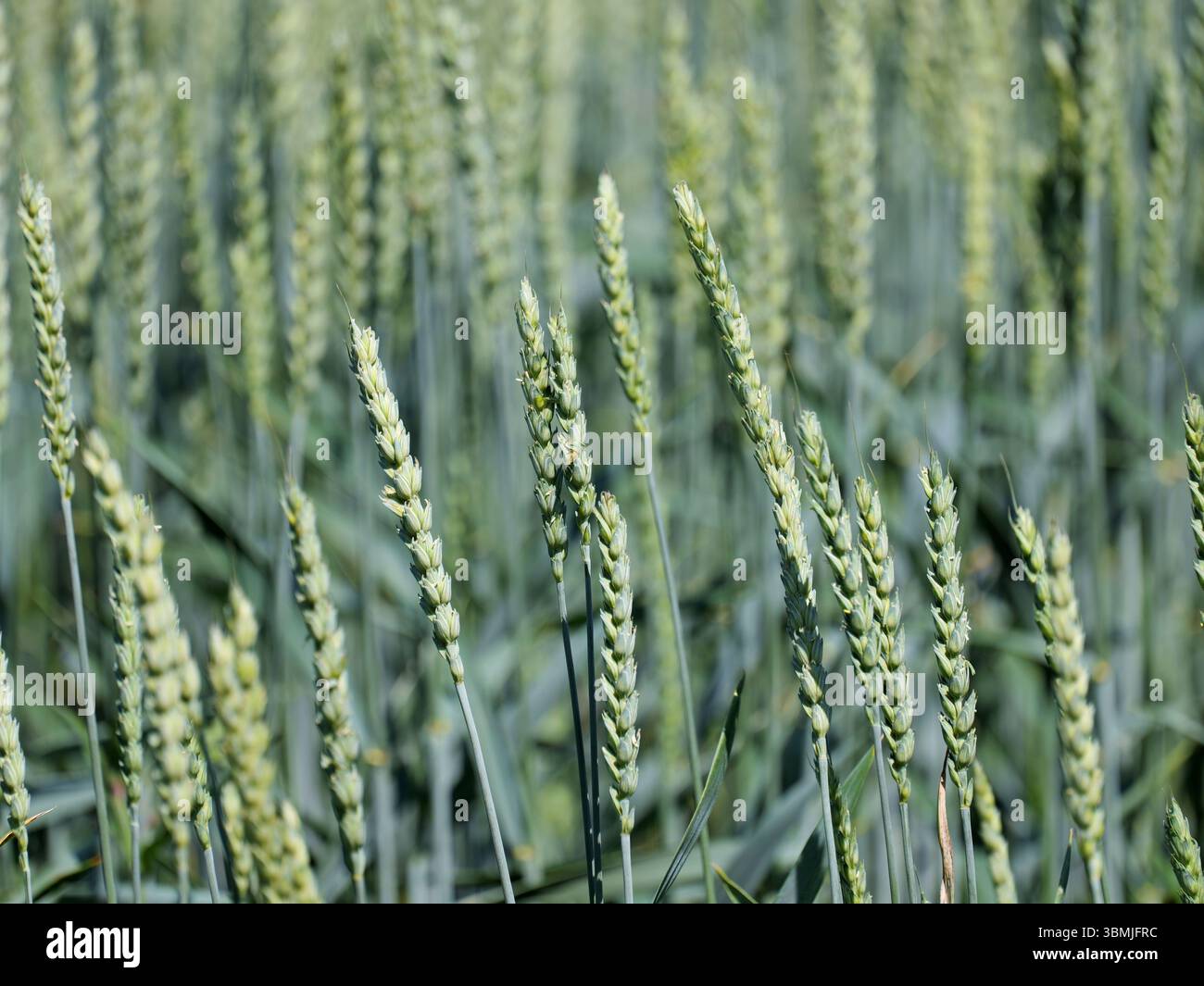 Young wheat, soft wheat, in the field – key raw material for flour ...