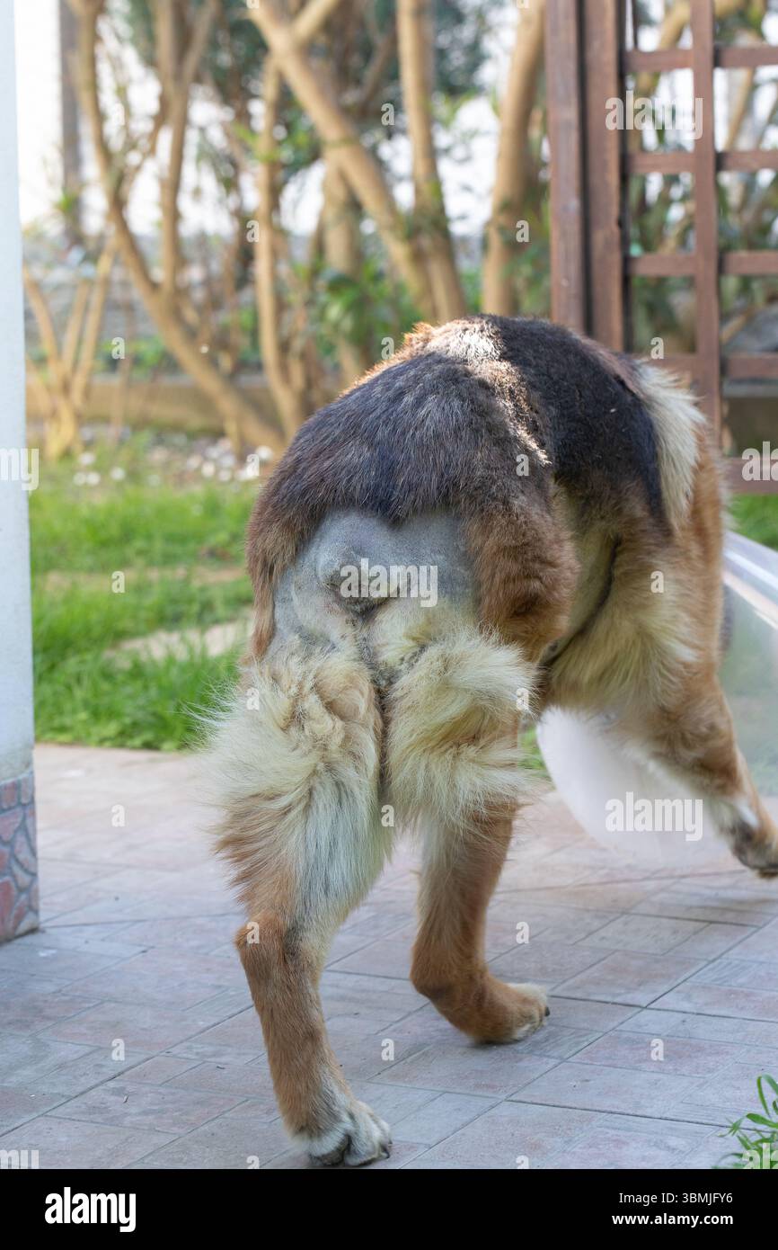 Caudotomy performed on German Shepherd dog with alopecia and skin ...