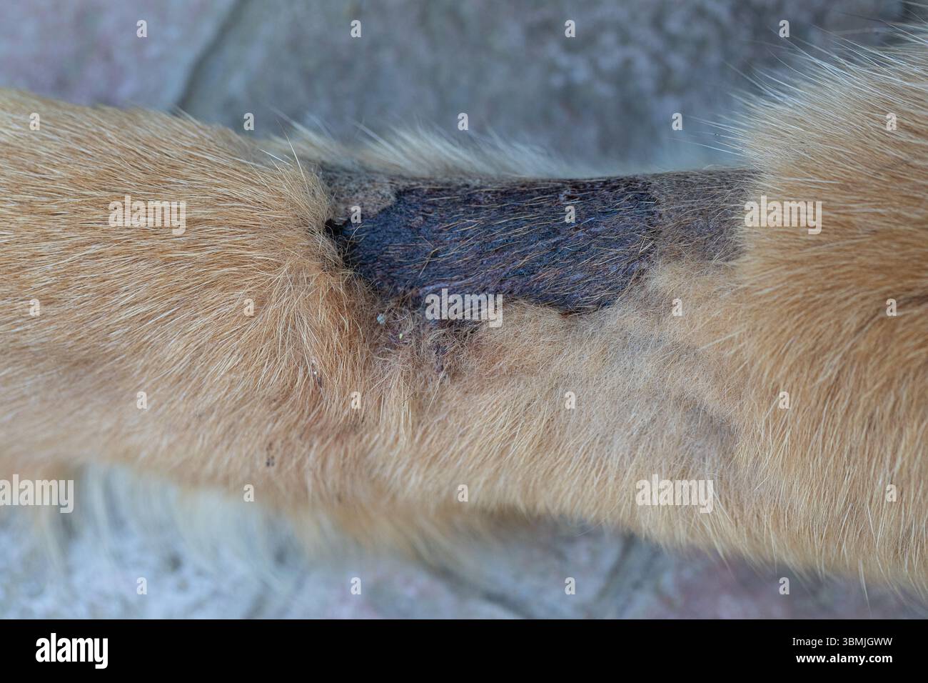 Dog leg with mange symptoms, showing skin lesions and hair loss Stock ...