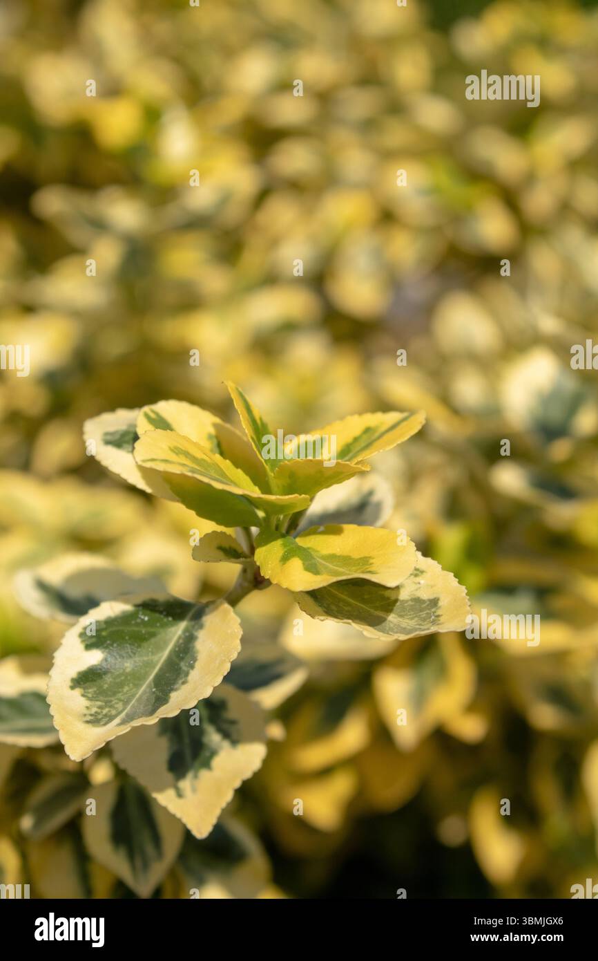 The evergreen ornamental shrub Euonymus fortunei grows in the garden ...