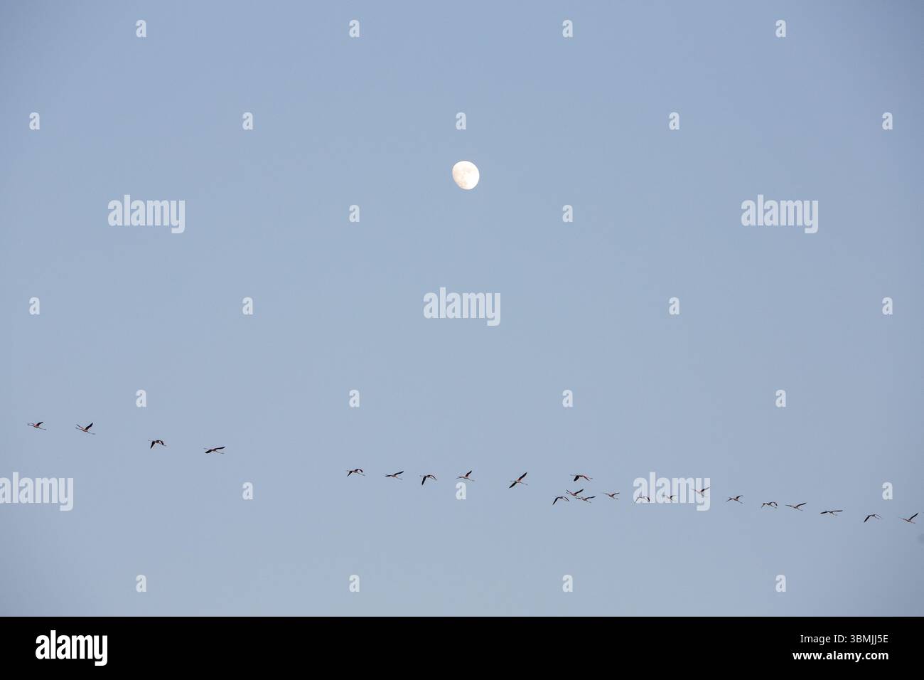 Flock of flamingos flying in v formation under the moon in a clear blue ...