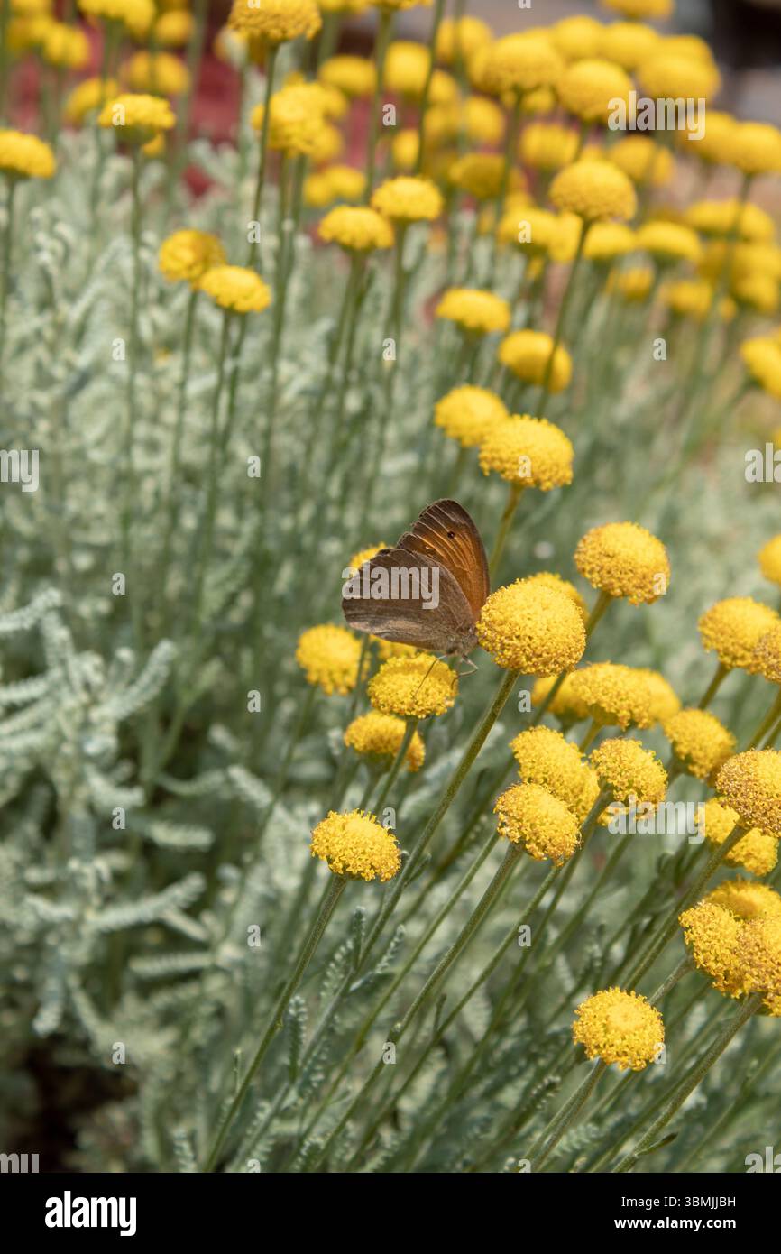Lavender cotton santolina chamaecyparissus hi-res stock photography and ...