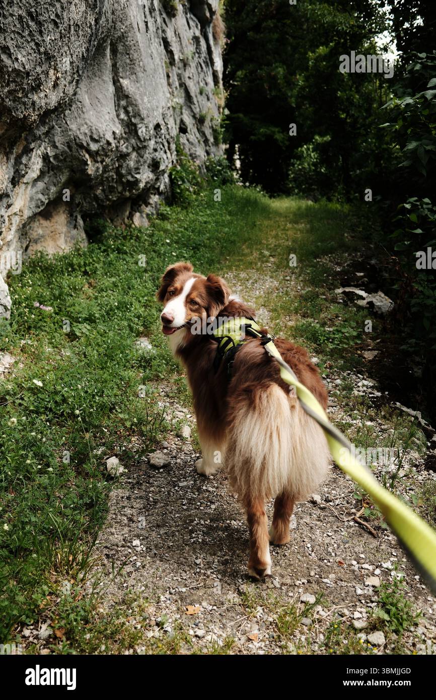 Brown fluffy Australian Shepherd on a forest trail in Lazarev Canyon ...