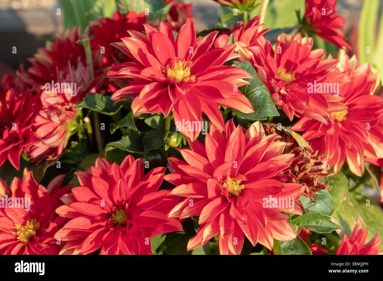 Dahlia Color Spectacle, Dahlia red colors grown in a garden. Creative ...
