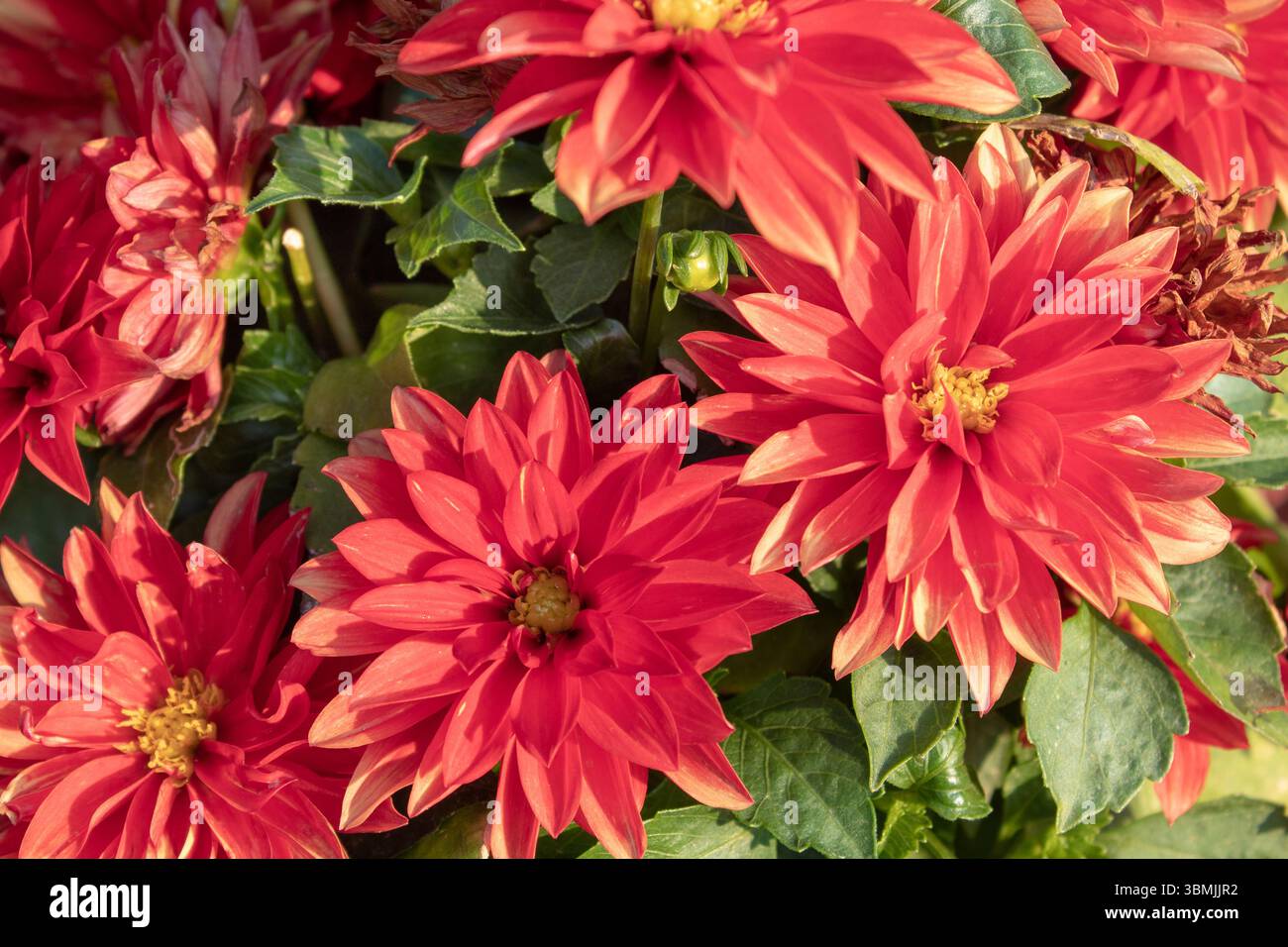 Dahlia Color Spectacle, Dahlia red colors grown in a garden. Creative ...