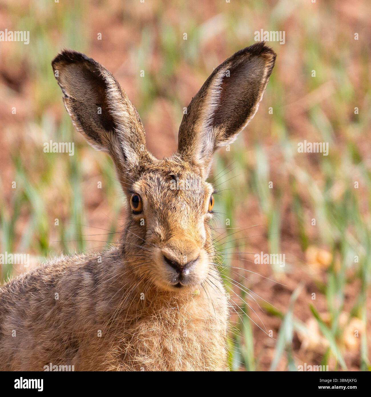 Kidderminster, UK. 27th June, 2025. UK weather: mad hares romp around in today's glorious ...