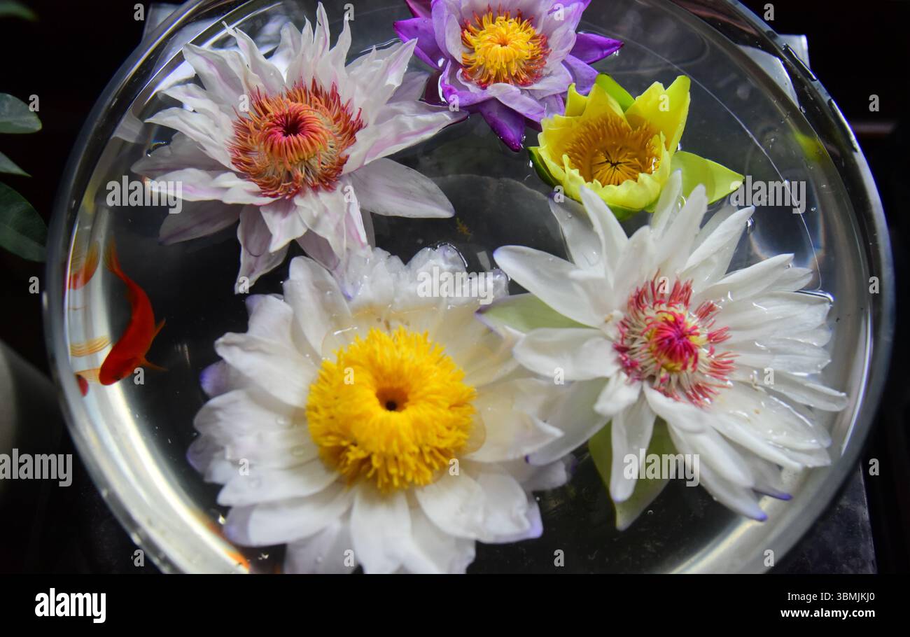 Lotus and water lily flowers bloom in Hangzhou City, east China's ...