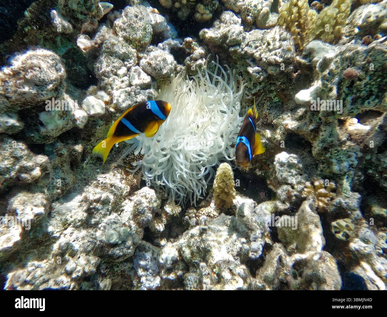 Red Sea, Hurghada, Egypt Stock Photo - Alamy