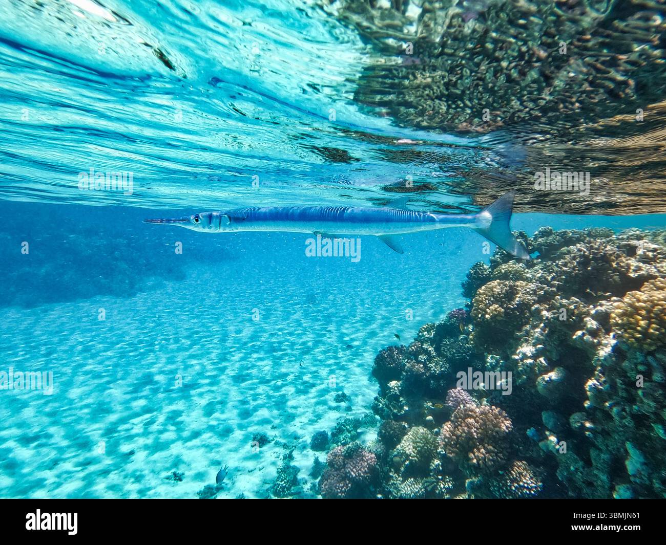 Red Sea, Hurghada, Egypt Stock Photo - Alamy