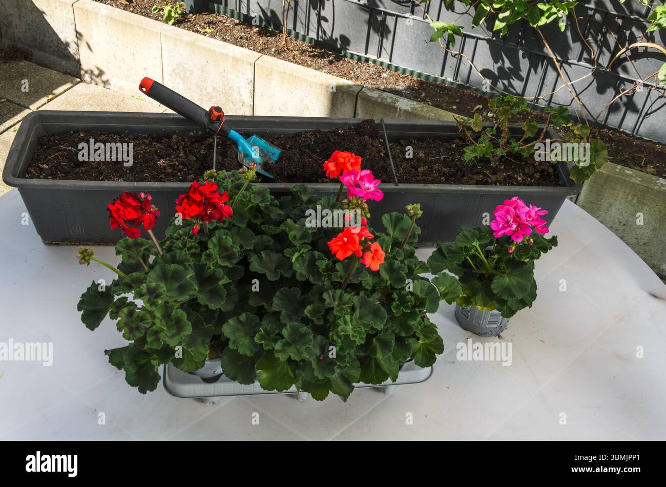 Flowering Geraniums Pots Garden Preparation Stock Photo - Alamy
