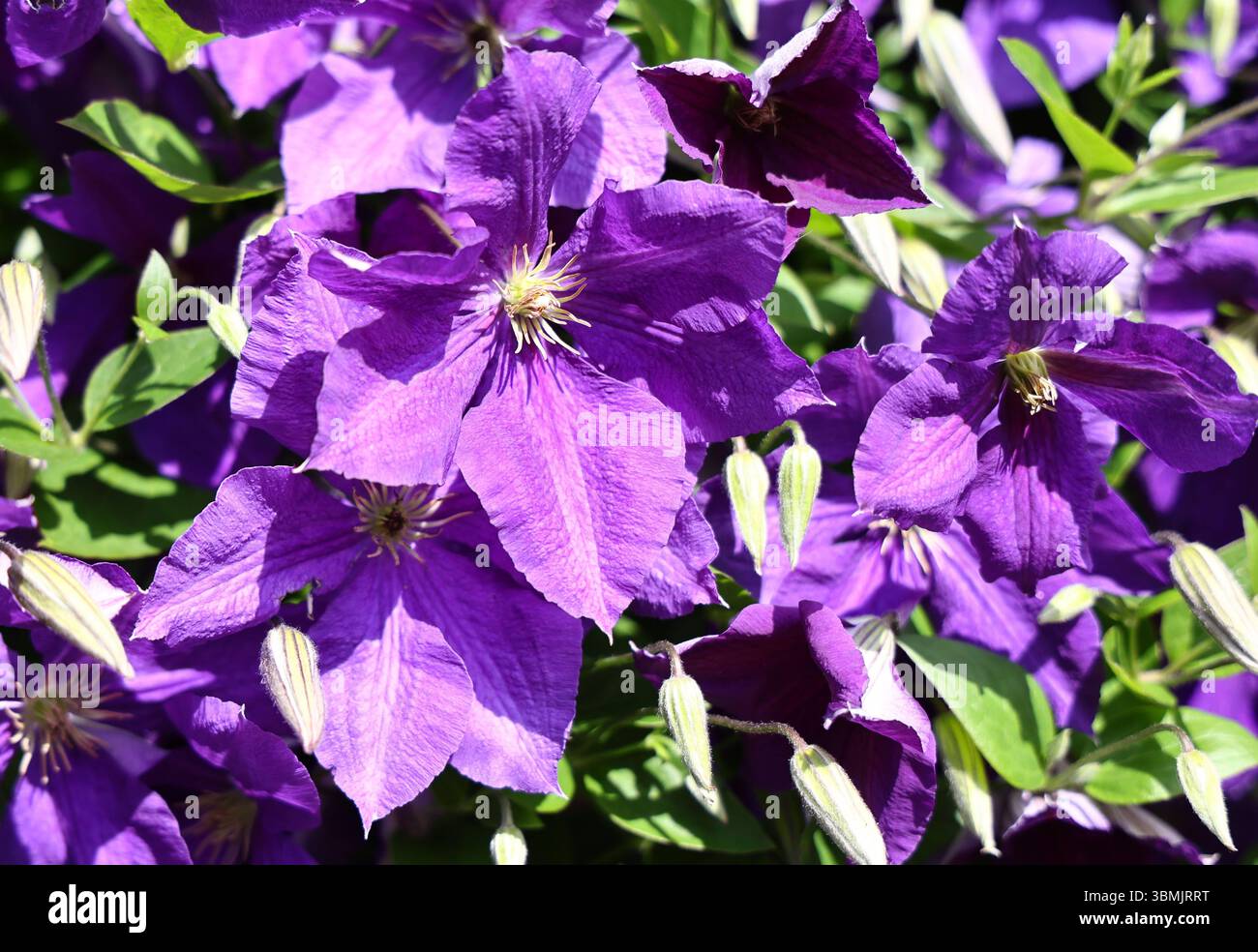Clematis Grosse Bluten