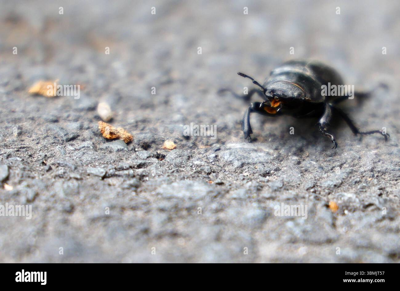 Hirschkaefer 26.06.2025, Nebra, Hirschkaefer Lucanus cervus *** Stag beetle 26 06 2025, Nebra ...