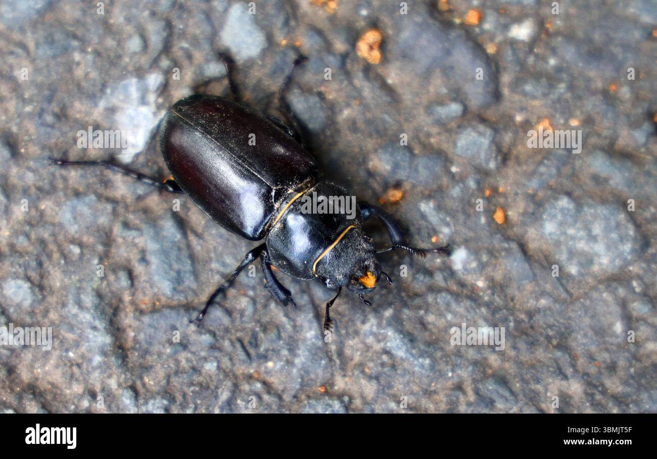 Hirschkaefer 26.06.2025, Nebra, Hirschkaefer Lucanus cervus *** Stag beetle 26 06 2025, Nebra ...
