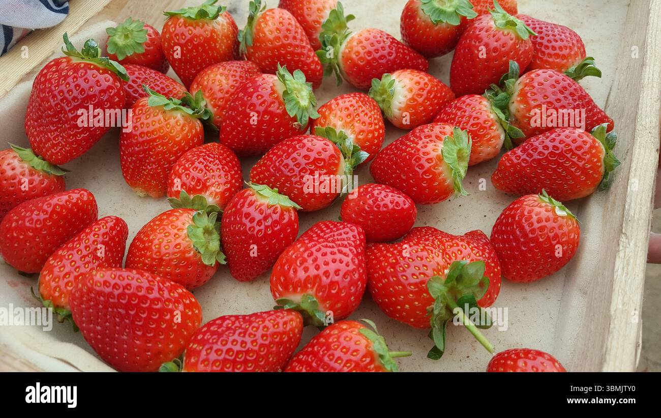 Natural photo of strawberry harvest during winter in Palestine Stock ...