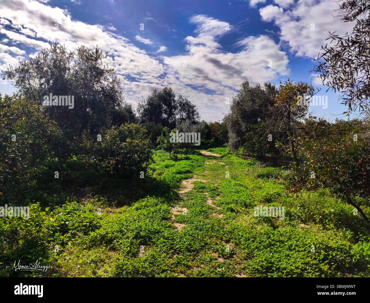 Beautiful morning photo of olive trees with plants and clouds Stock ...