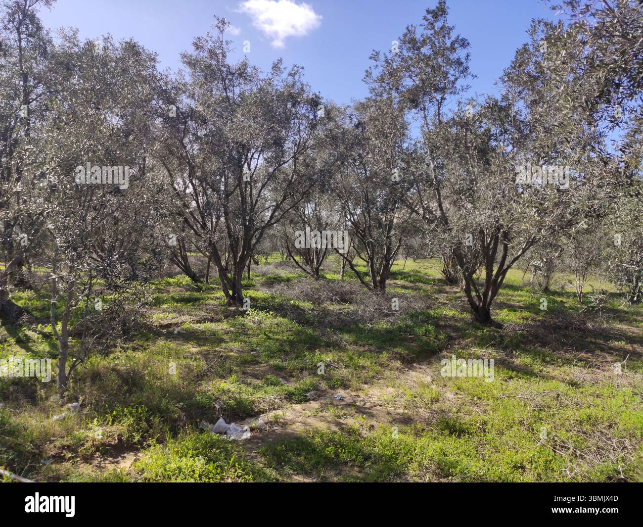 Magical photo of olive trees with plants during spring suitable for ...