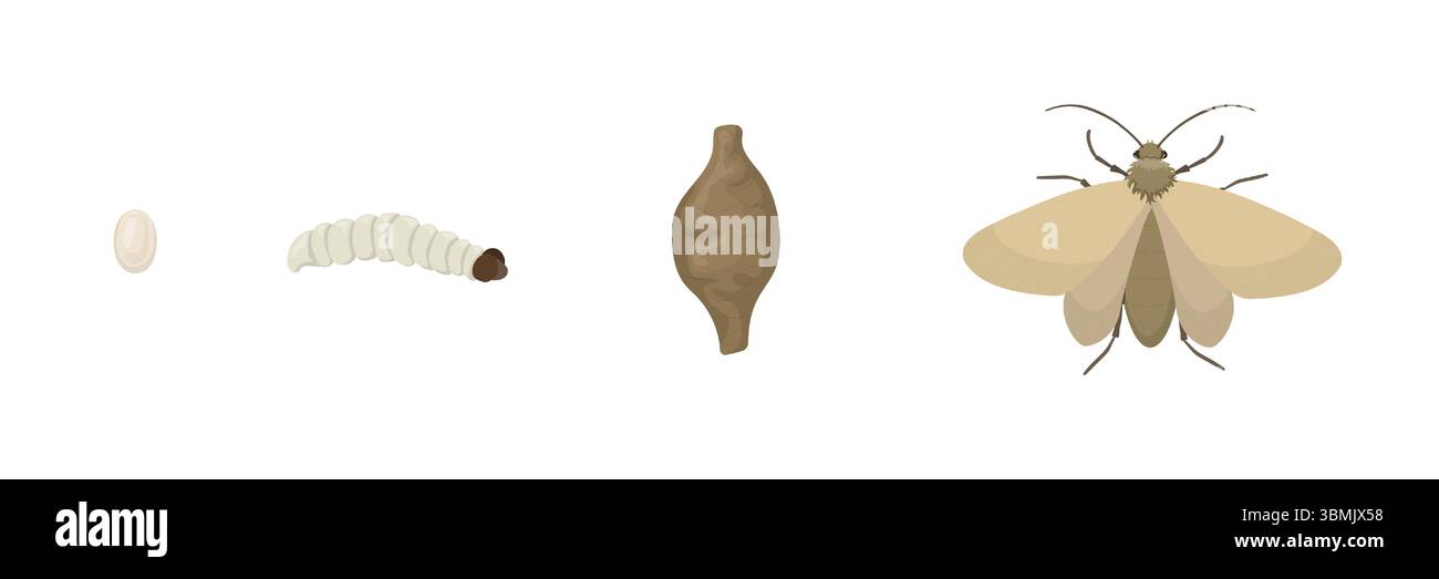 Clothes moth life cycle from egg to larva, pupa and adult insect Stock Vector Image & Art - Alamy