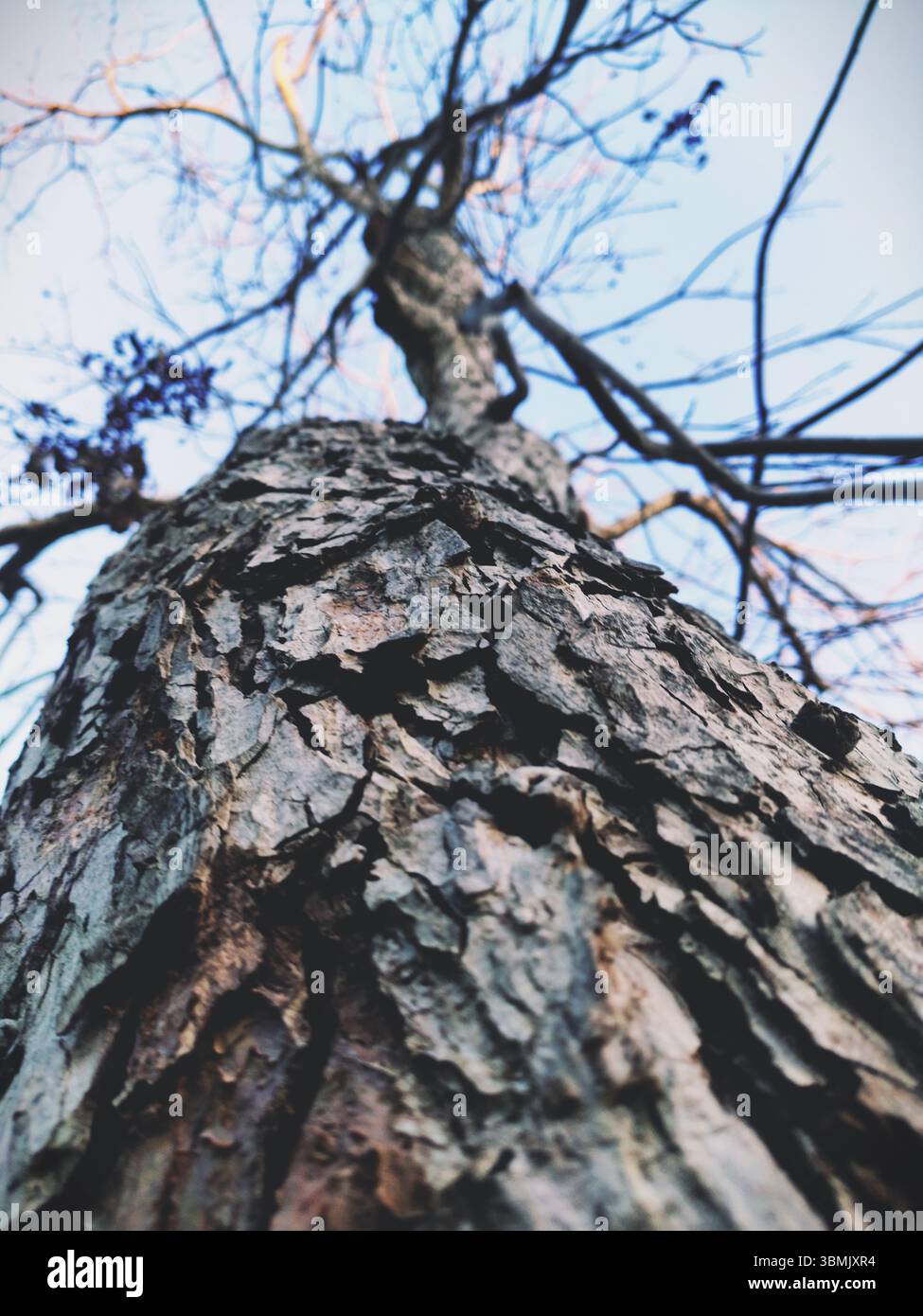 Natural background of walnut tree bark Stock Photo - Alamy