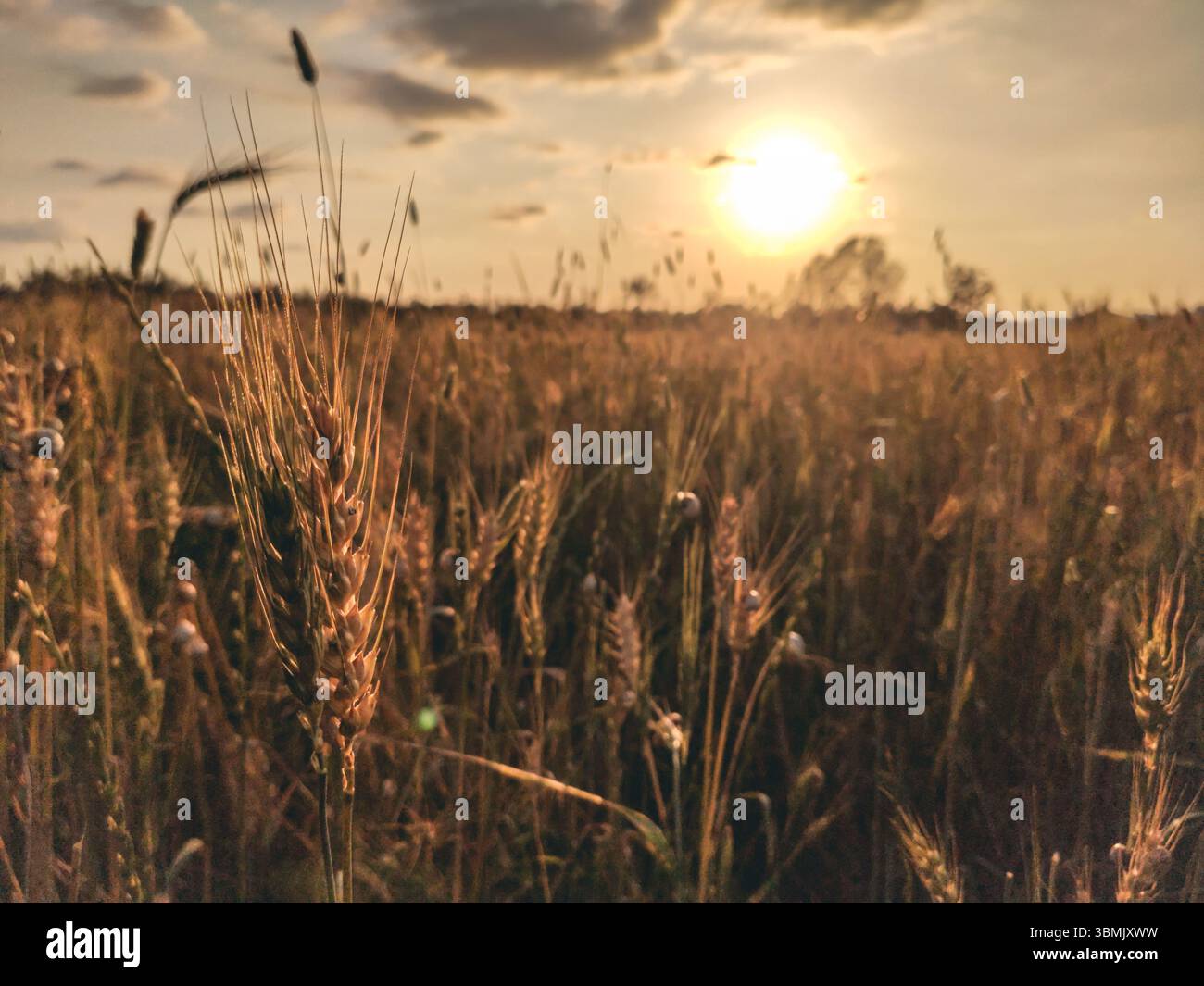 Nature sunset over wheat fields during spring with golden color Stock ...