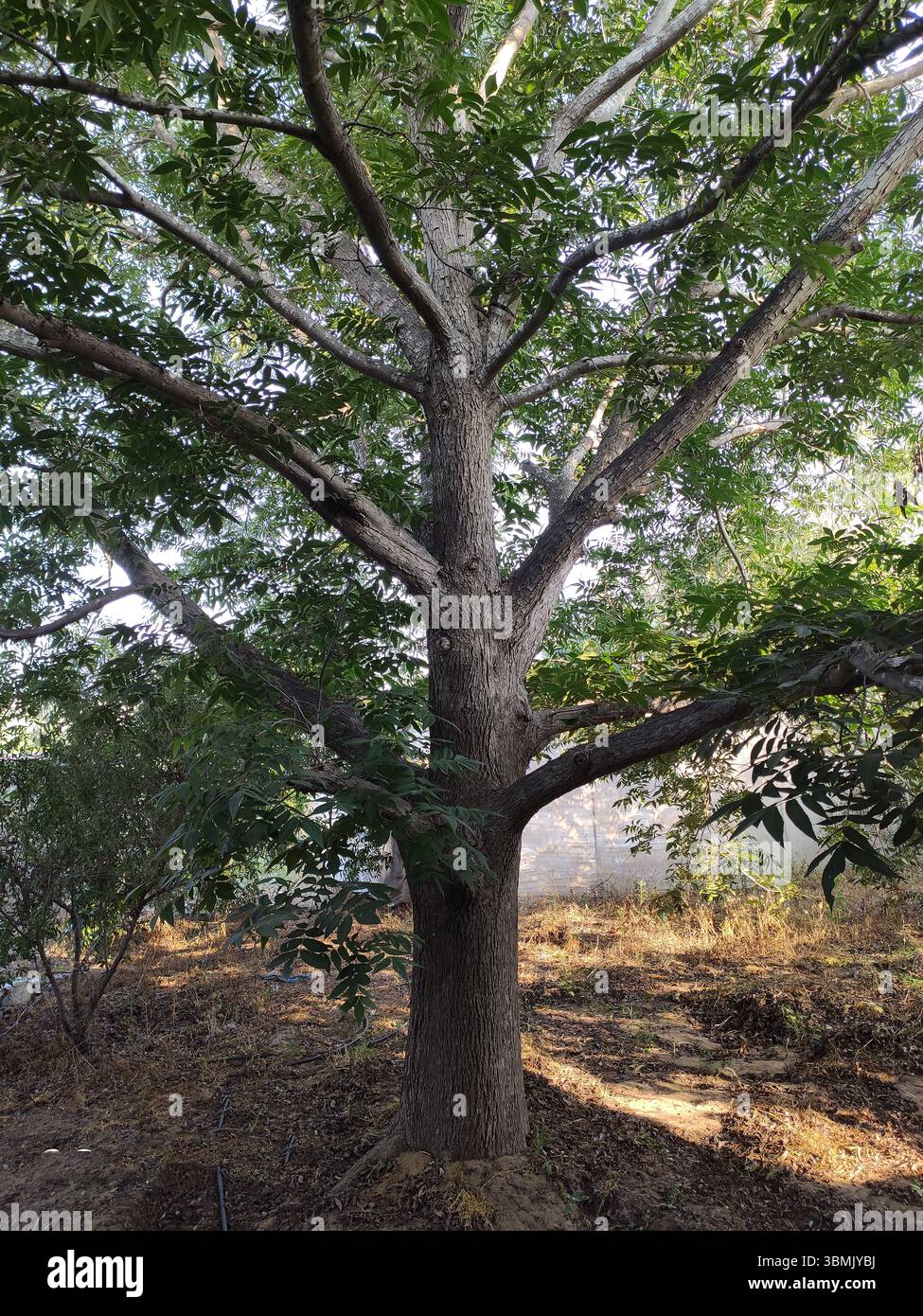 Natural photo of a large old walnut tree Stock Photo - Alamy