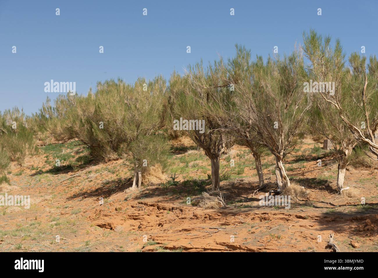 The saxaul tree, native to Central Asia, thrives in arid deserts. It ...