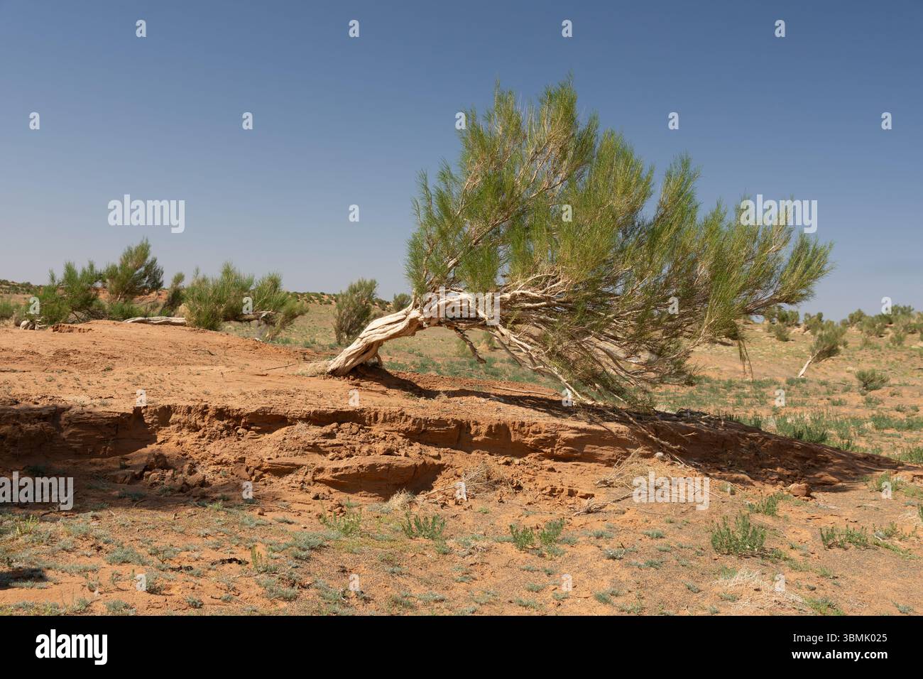The saxaul tree, native to Central Asia, thrives in arid deserts. It ...