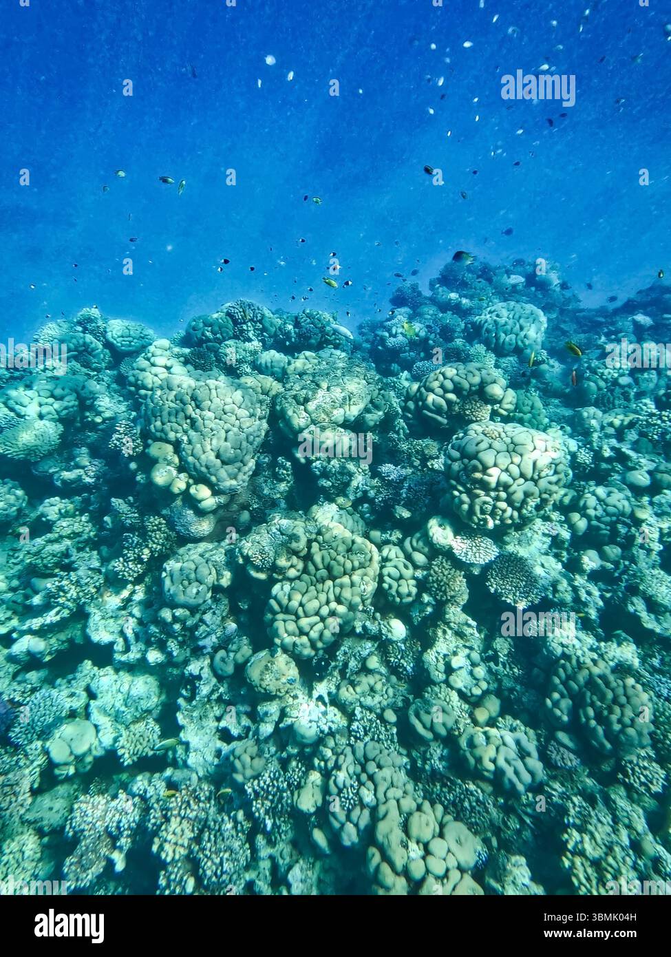 Red Sea, Hurghada, Egypt Stock Photo - Alamy