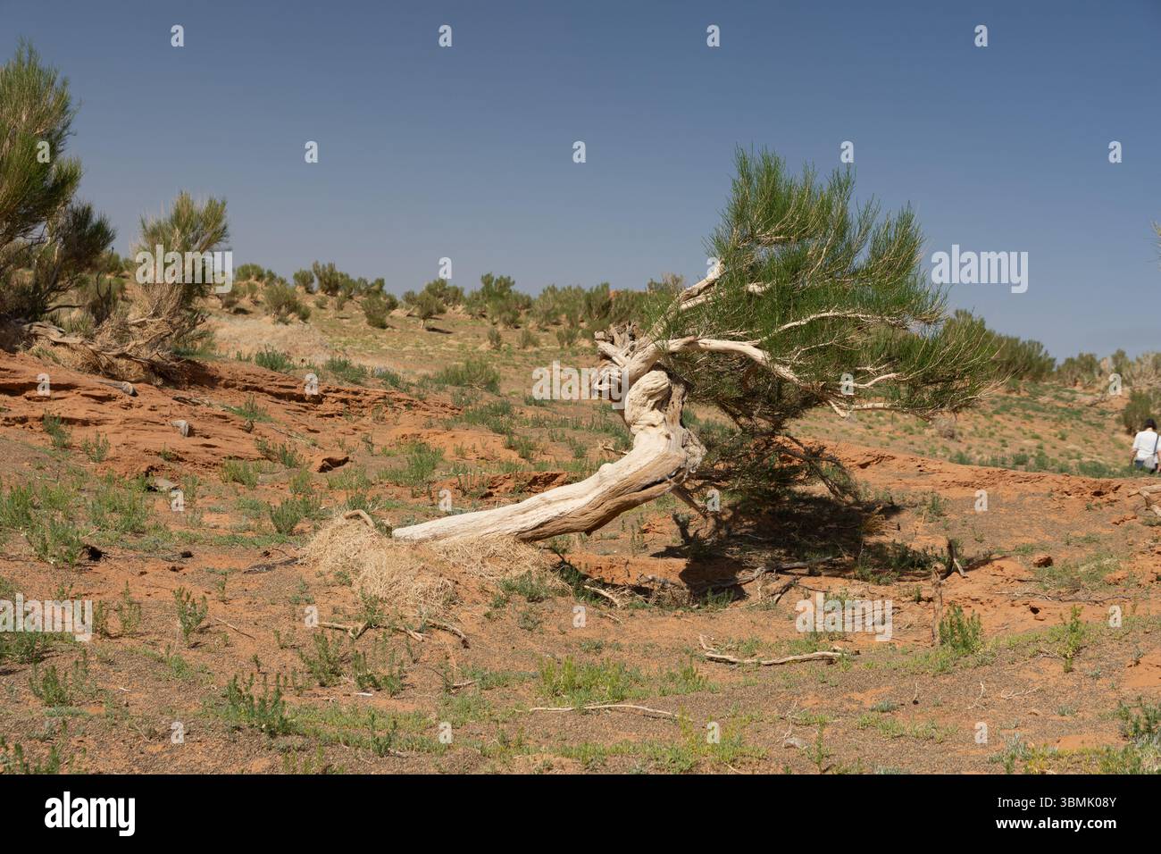 The saxaul tree, native to Central Asia, thrives in arid deserts. It ...