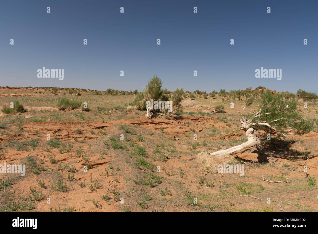 The saxaul tree, native to Central Asia, thrives in arid deserts. It ...