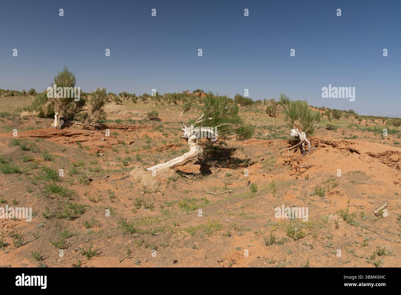 The saxaul tree, native to Central Asia, thrives in arid deserts. It ...