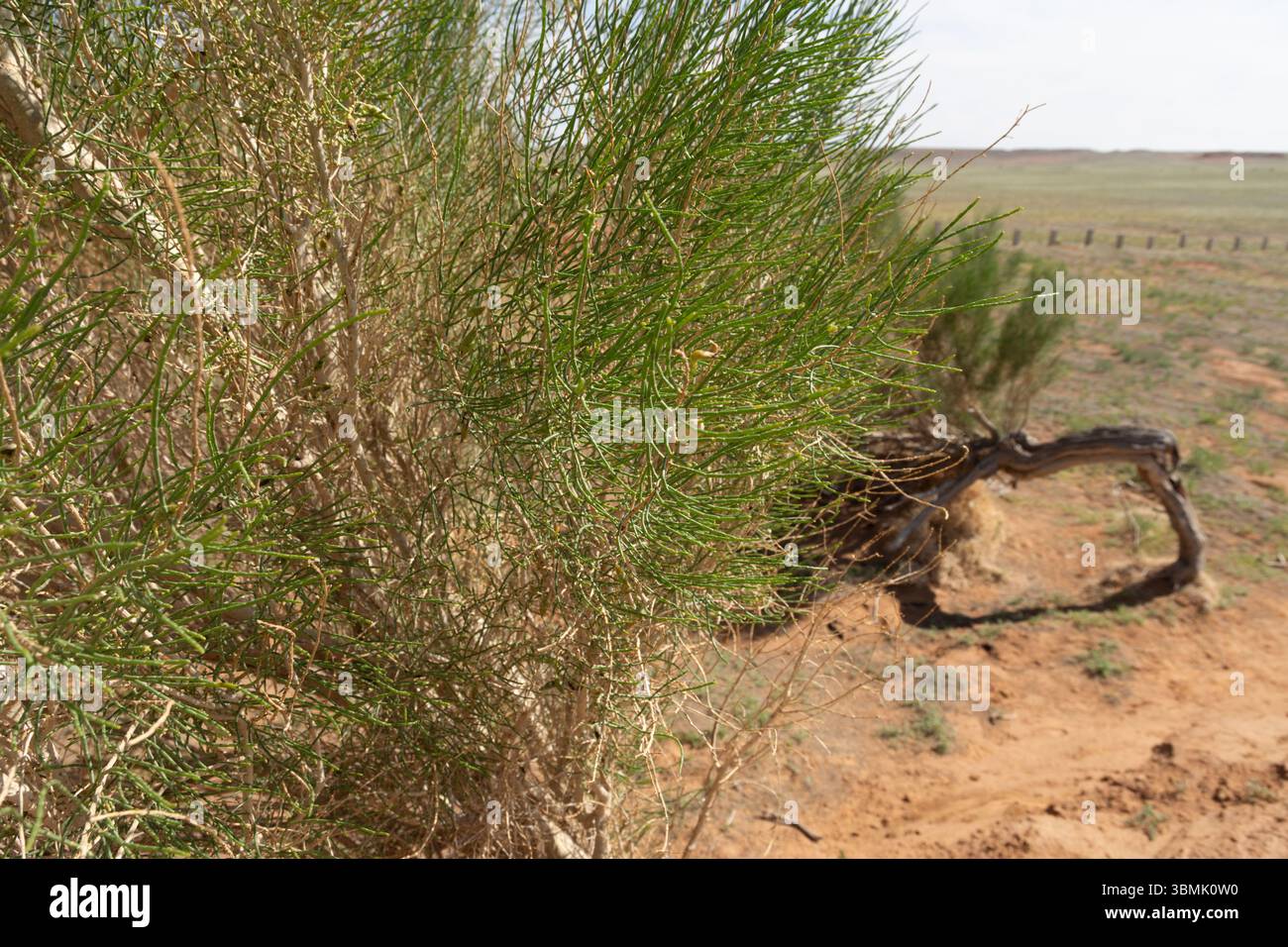 The saxaul tree, native to Central Asia, thrives in arid deserts. It ...