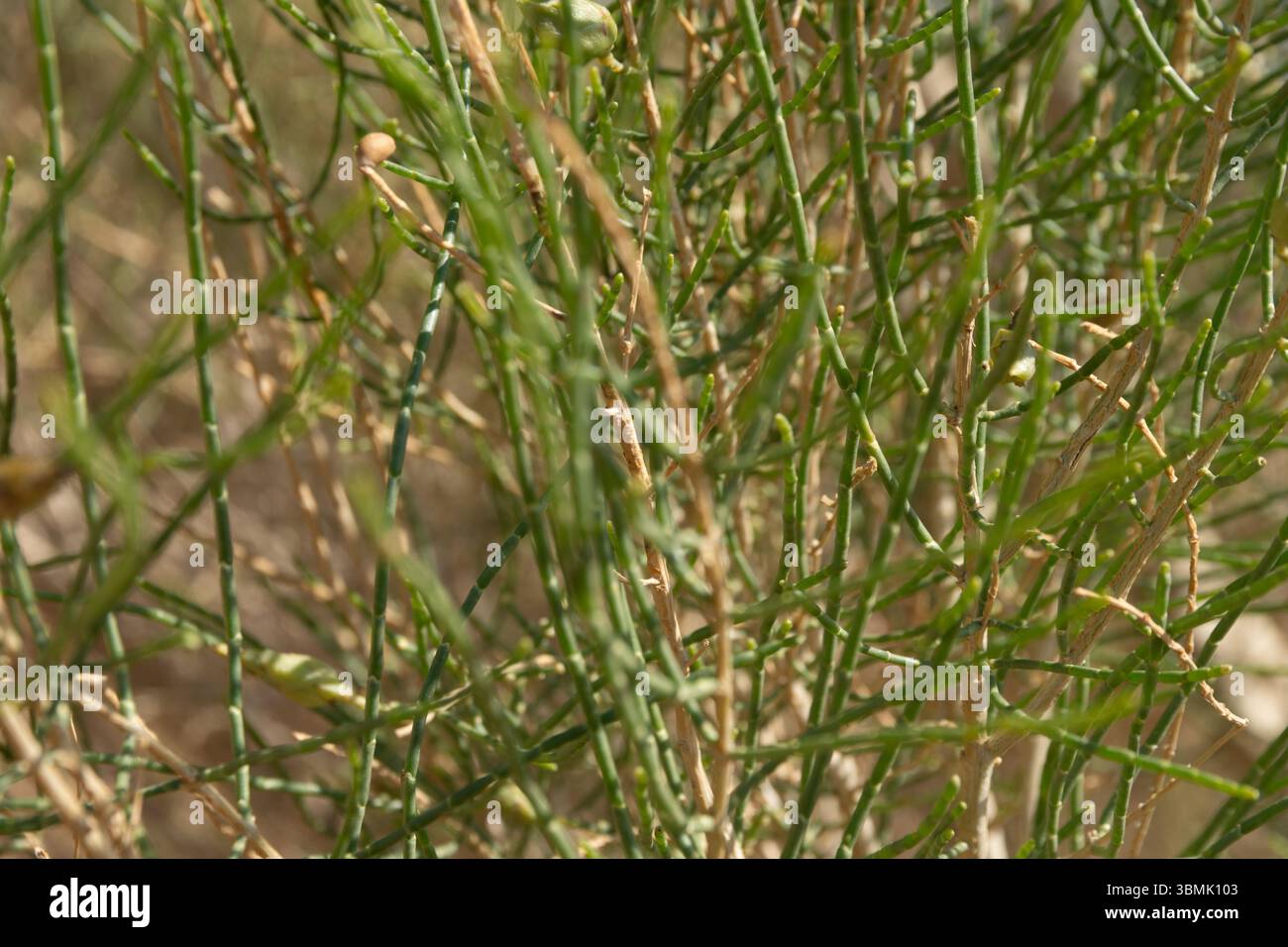 The saxaul tree, native to Central Asia, thrives in arid deserts. It ...