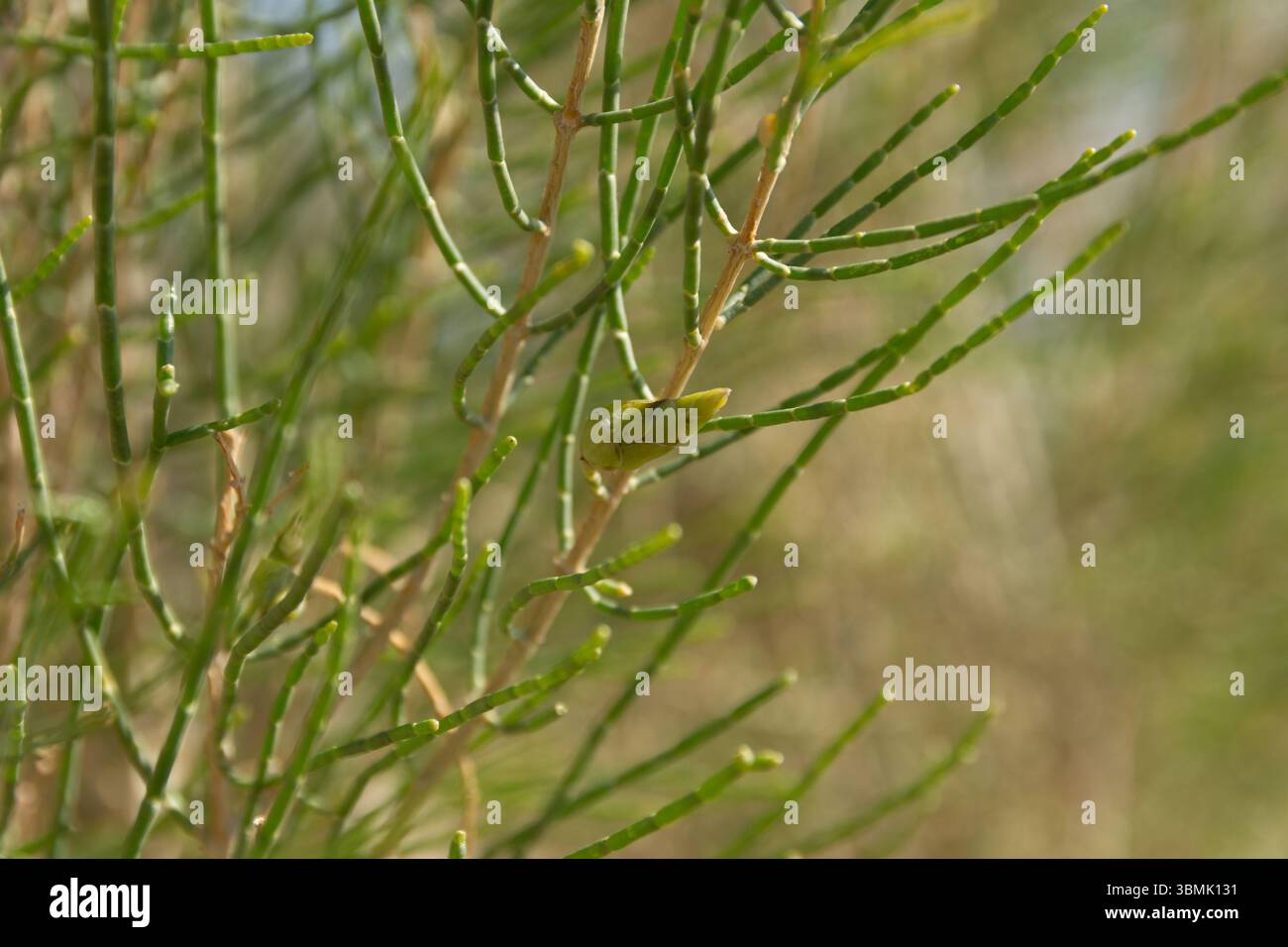 The saxaul tree, native to Central Asia, thrives in arid deserts. It ...