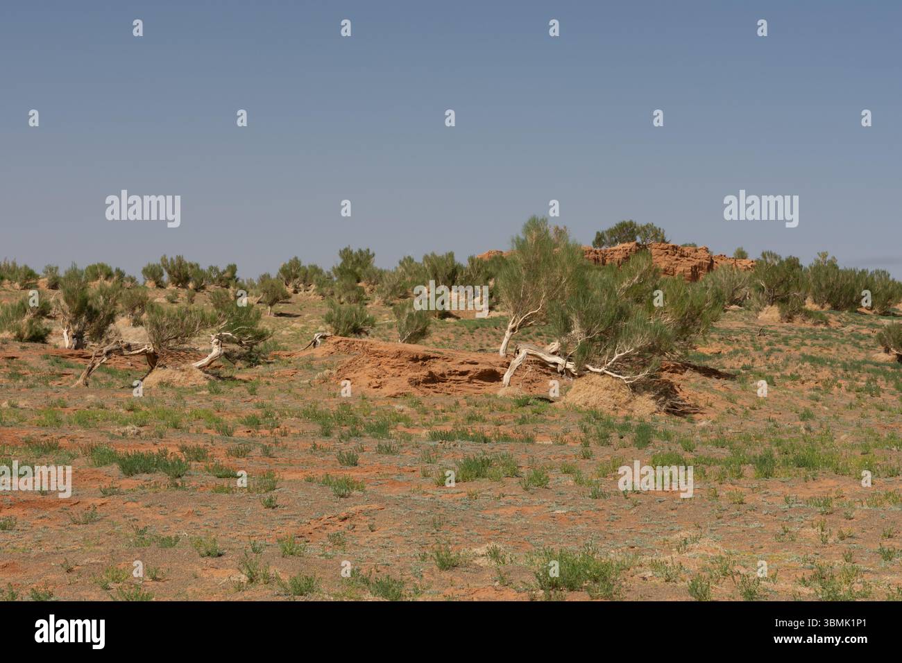 The saxaul tree, native to Central Asia, thrives in arid deserts. It ...