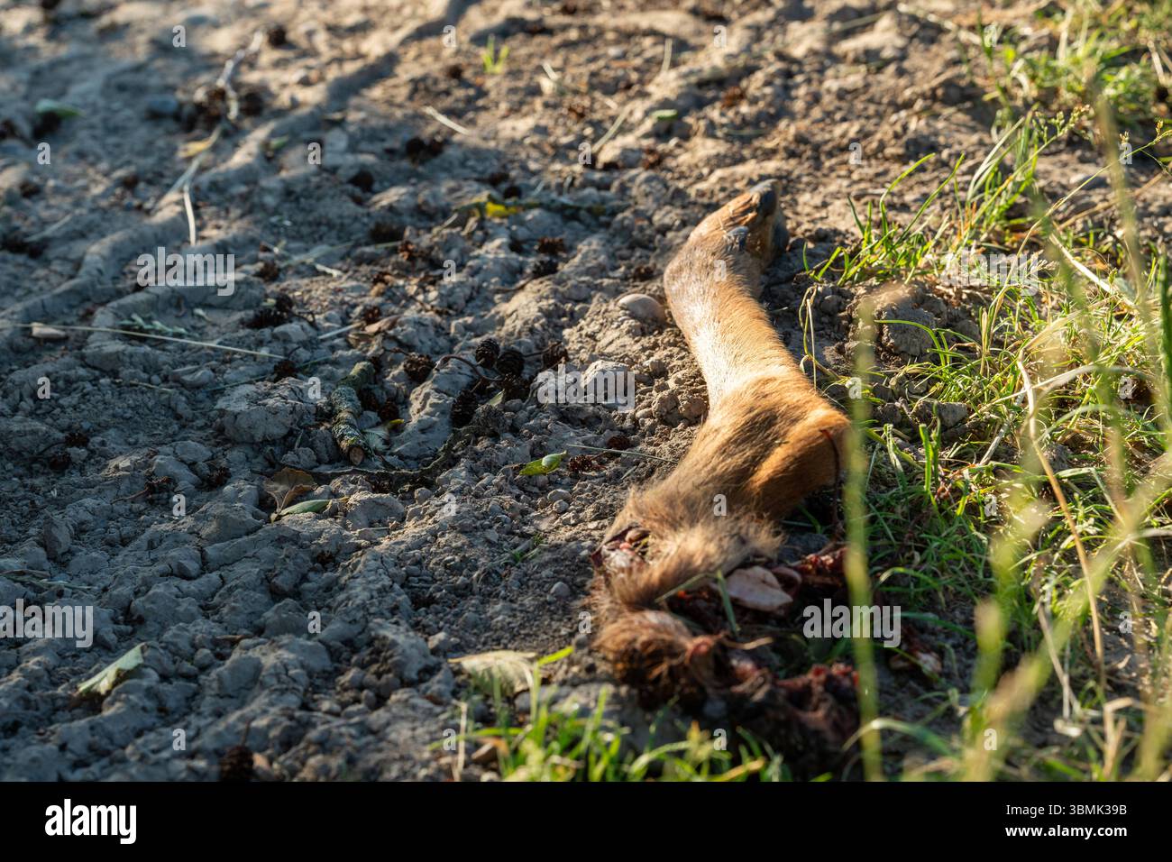 Bavaria, Germany - June 24, 2025: An animal leg in the middle of a path ...
